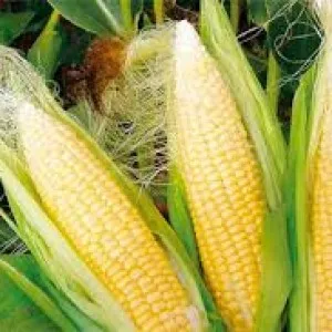 Buy Hybrid maize 20 seeds pack for home garden