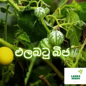 Buy ROUND Eggplant seeds pack ELABATU 50 SEEDS