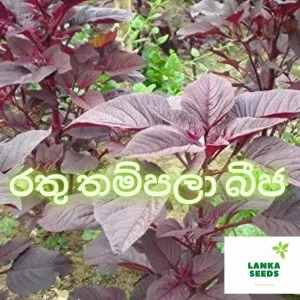 Buy Red thampala seeds pack 100 SEEDS AMARANTH SEDS