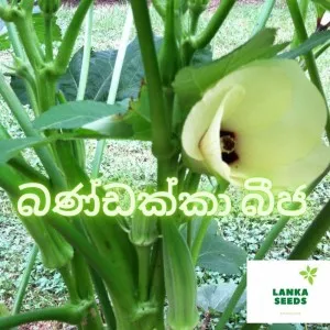 Buy okra HARITHA seeds pack 30 SEEDS
