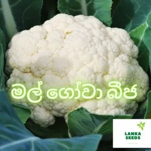 Buy Hybrid cauliflower seeds pack 30 SEEDS