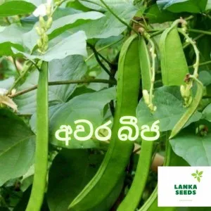 Buy Awara (jack beans) seeds pack for home garden 3 PCS