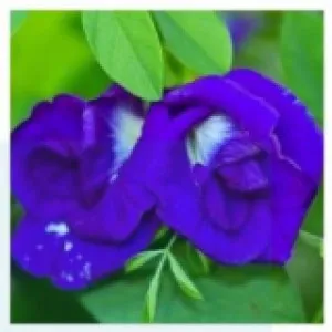 Buy Katarolu (blue clitoria) seeds 20 SEEDS