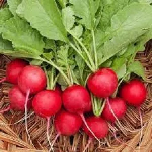 Buy Red radish seeds pack for home garden 30 SEEDS