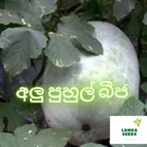 Buy ash gourd, ASH PUMPKIN, ALU PUHUL 20 SEEDS