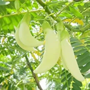 Buy White kathurumurunga 10 SEEDS