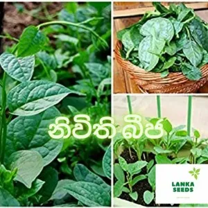 Buy nivithi seeds spinach 50 seeds