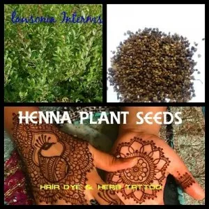 Buy henna plant seeds mehndi seeds