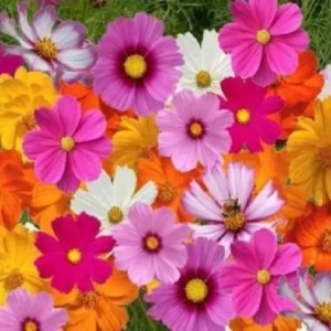 Buy mix colors cosmos daisy seeds, atapethiya 100+ seeds for planting ...
