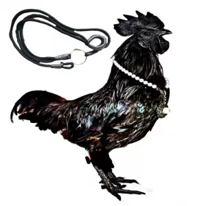 Buy Flexible Rooster Anti Flying Leash Training Rope (1 Meter)