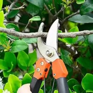 Buy Pruning Shears 8 inch Garden Scissors Garden Shears Tree Trimmers ...