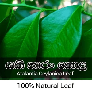 Buy Yaki Naran Leaves Atalantia Ceylanica Leaves 50g යකිනාරං