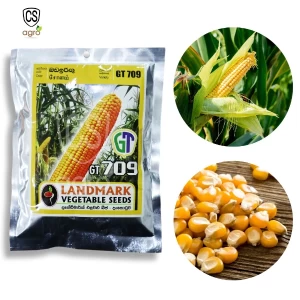 Buy Maize GT 709 Seeds for Home Gardening 100g