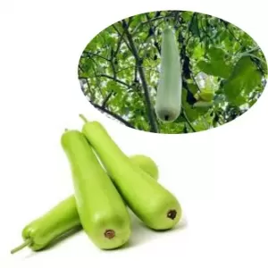 Buy Labu Bottle gourd long Local 1g seeds pack home garden