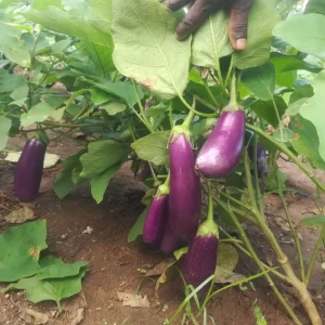 Buy F1 Hybrid Purple Brinjal Seeds wambatu beeja Eggplant