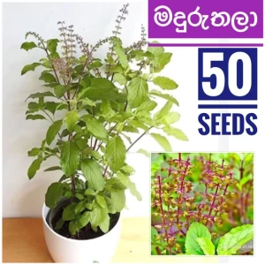 Buy thulsi maduruthala 50 seeds