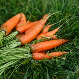 Buy F1 Hybrid Carrot Seeds දෙමුහුම් කැරට් බීජ 0.5g