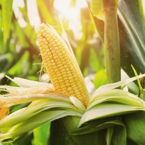 Buy F1 Hybrid Maize Seeds 25